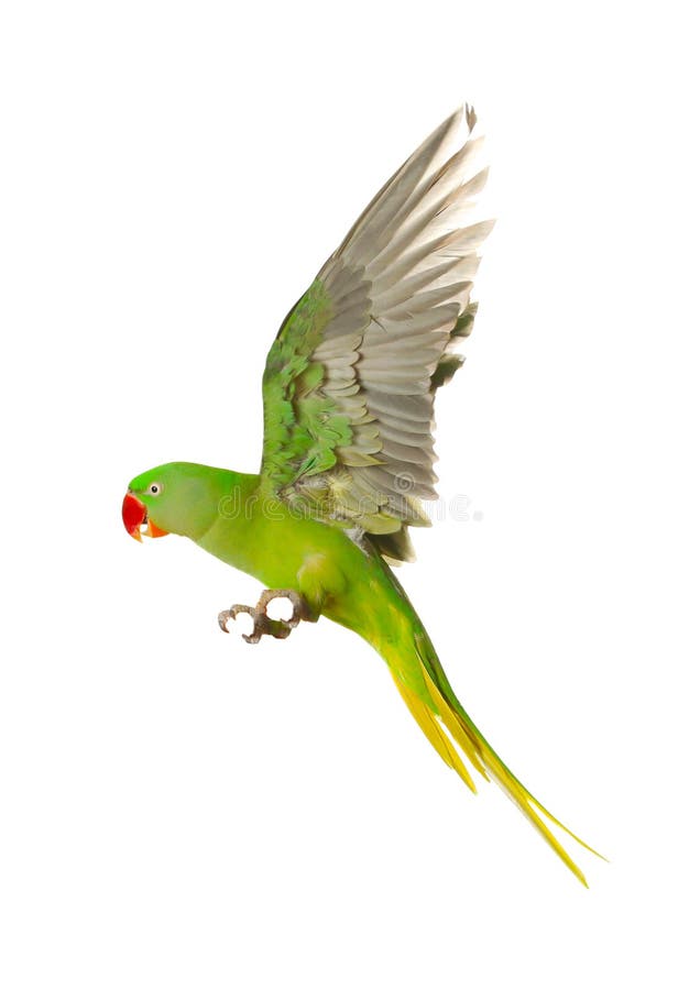 Beautiful Alexandrine Parakeet Flying Isolated Stock Image - Image of ... Beautiful Alexandrine Parakeet Flying Isolated Stock Image - Image of ...