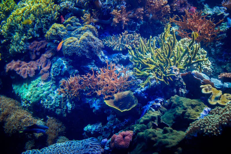 Beautiful Algae and Corals with Bright Colorful Fish in the Aquarium ...