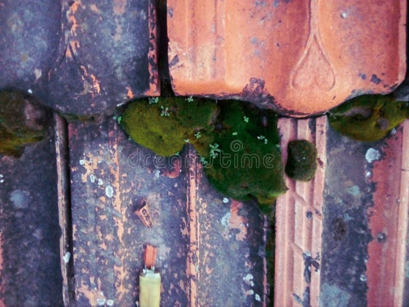 Algae on brick stock image. Image of algae, grown, green - 133763693