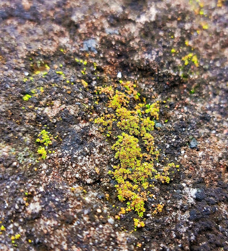 A beautiful algea stock image. Image of rock, flower - 206815767