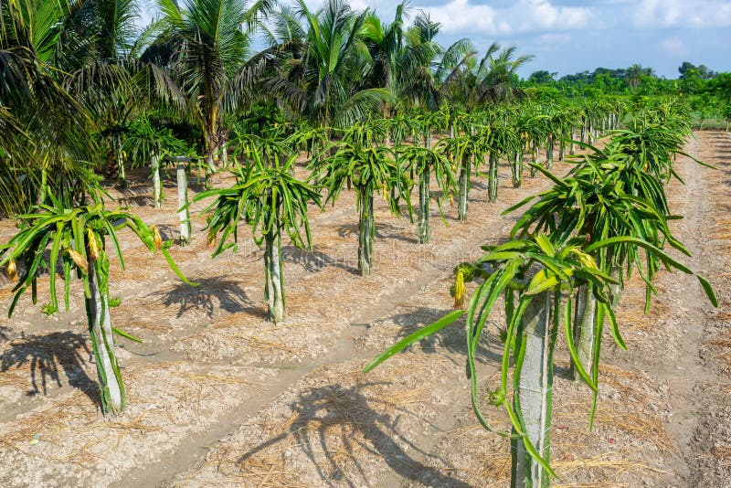 Beautiful Alined Dragon Fruit Land in on the Blue Sky Background Stock ...