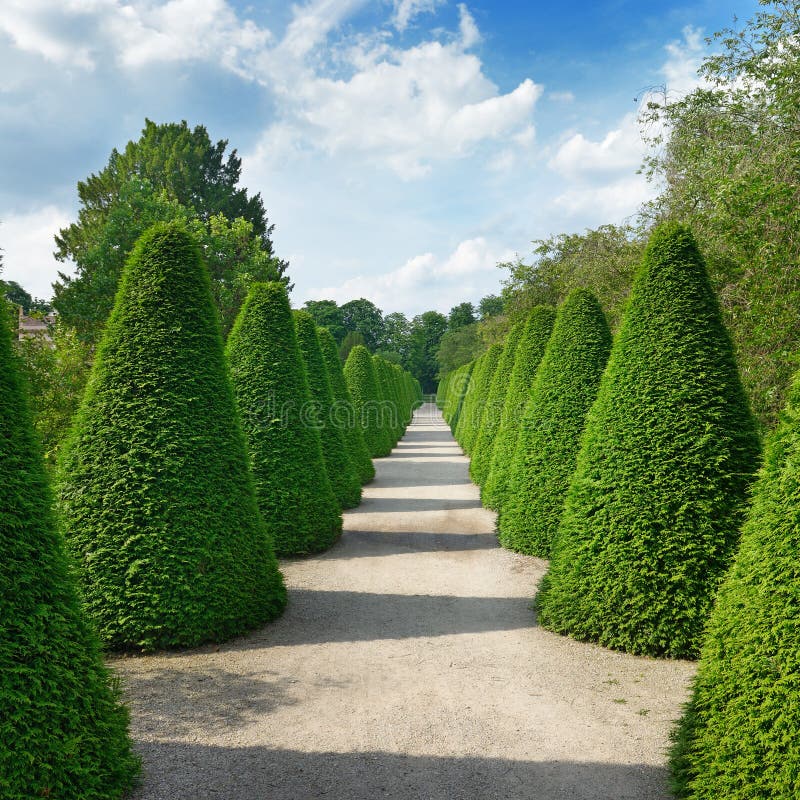 Yew alley stock image. Image of line, colonnade, port - 6086741