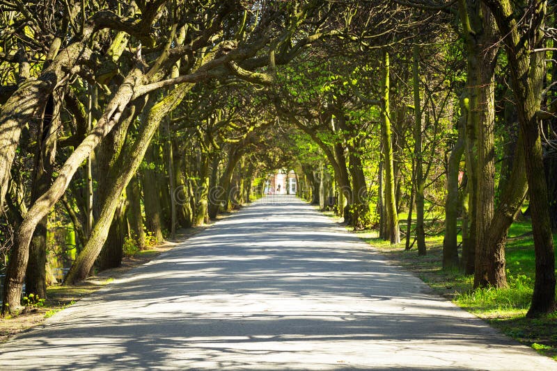 Beautiful Alley with Empty Bench in the Park Stock Image - Image of ...