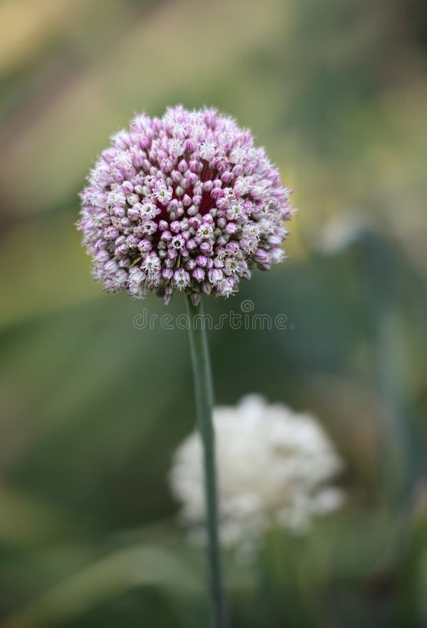 Beautiful allium flower stock image. Image of nature - 97133575