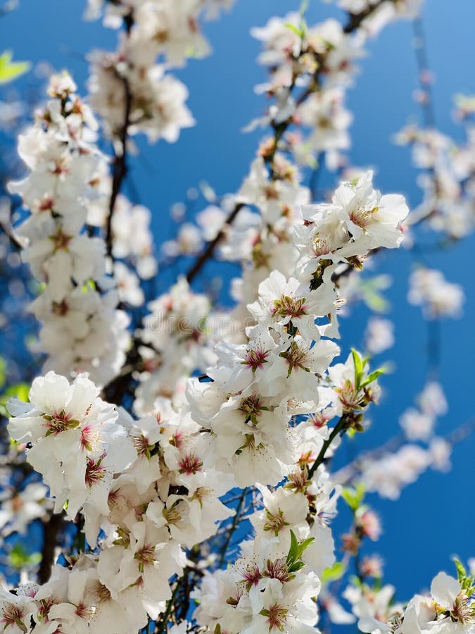 Beautiful Almond Tree Blooming in Spring Stock Image - Image of branch ...