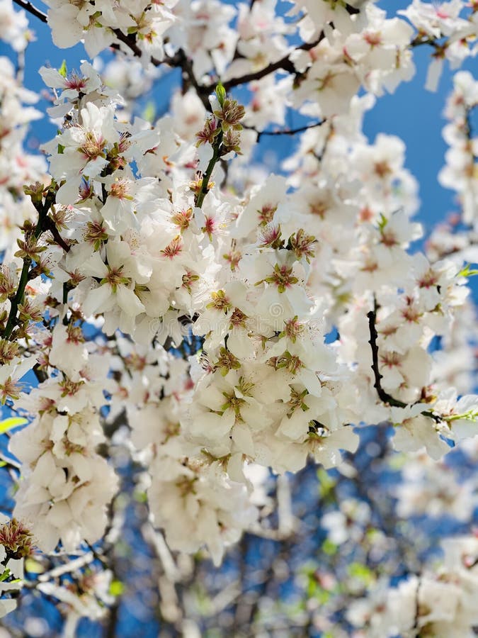 Beautiful Almond Tree Blooming in Spring Stock Photo - Image of bishvat ...
