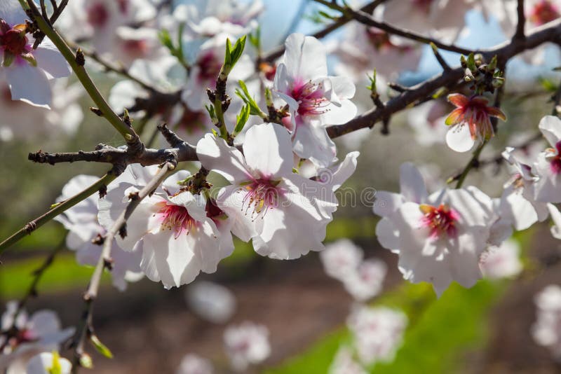 Beautiful Almond Tree Flowers in the Spring Stock Photo - Image of ...