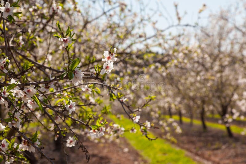 Beautiful Almond Tree Flowers in the Spring Stock Image - Image of ...