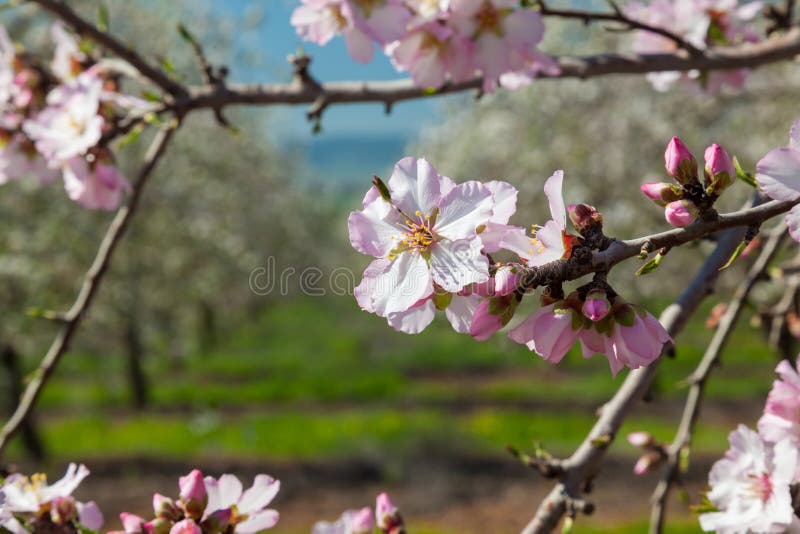 Beautiful Almond Tree Flowers in the Spring Stock Photo - Image of ...