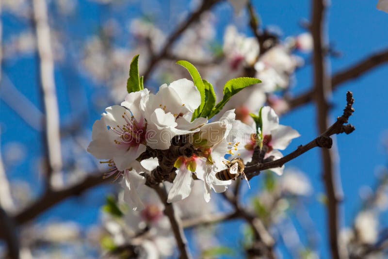Beautiful Almond Tree Flowers in the Spring Stock Image - Image of ...