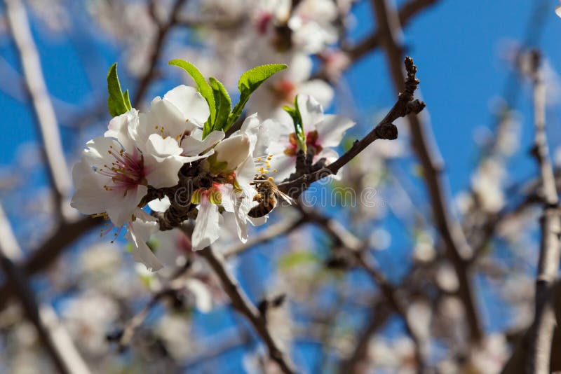 Beautiful Almond Tree Flowers in the Spring Stock Photo - Image of ...
