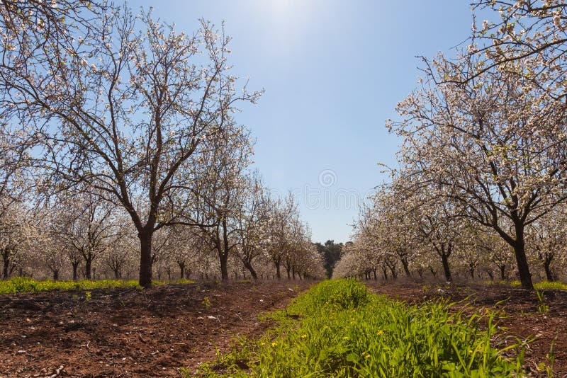 Beautiful Almond Tree Flowers in the Spring Stock Image - Image of ...