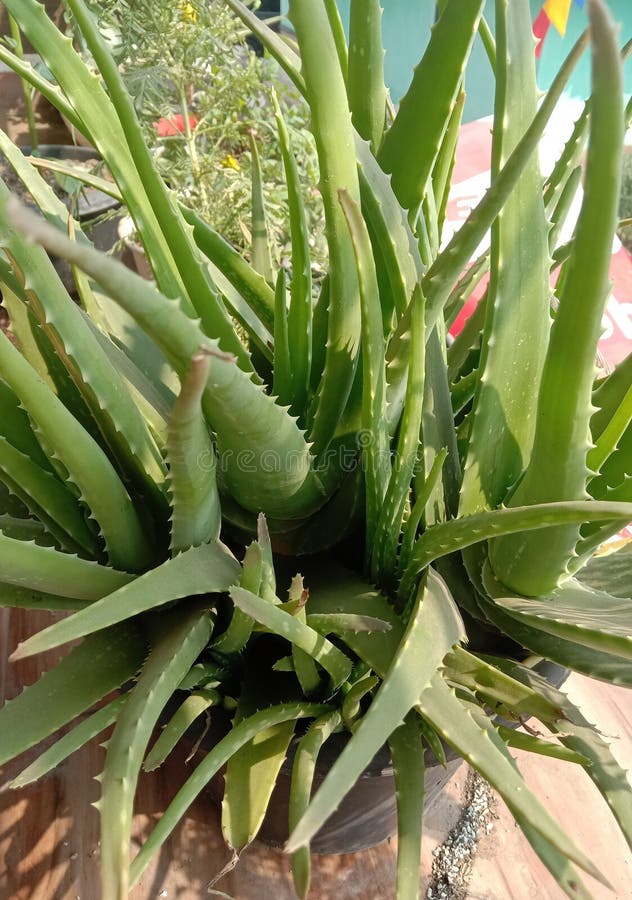 Beautiful Aloe Vera in Balcony House Stock Image - Image of vera, aloe ...