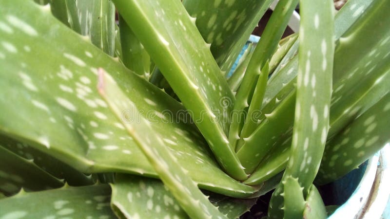 Beautiful Aloe Vera Plant Planted in a Pot Stock Image - Image of vera ...