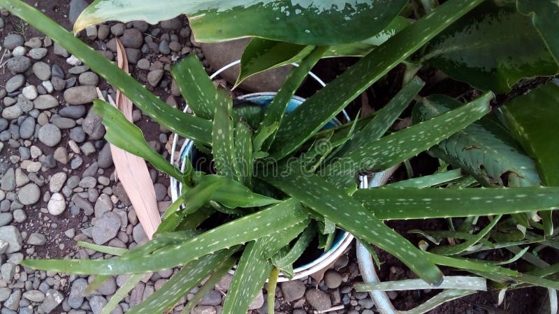 Beautiful Aloe Vera Plant Planted in a Pot Stock Image - Image of lawn ...