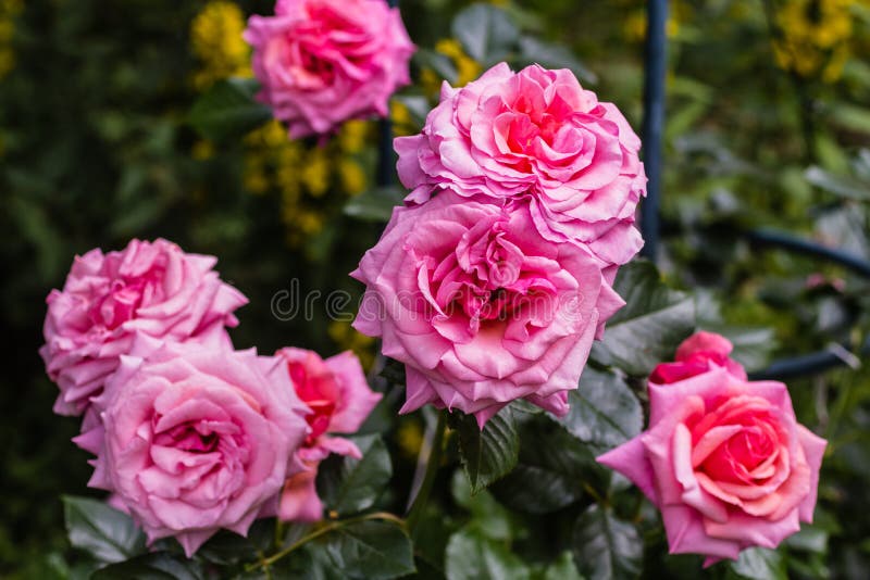Beautiful Aloha Rose Bush in Bloom Stock Image - Image of beautiful ...