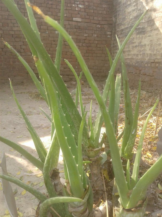 Beautiful alovera plants stock photo. Image of green - 199240700