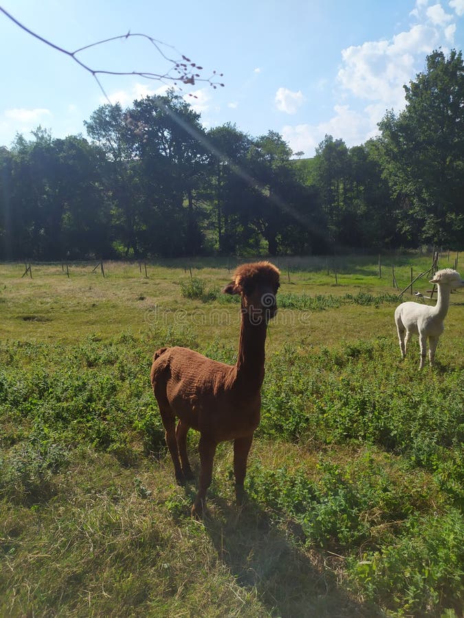 Alpacas in a field stock image. Image of fleece, huddle - 343625