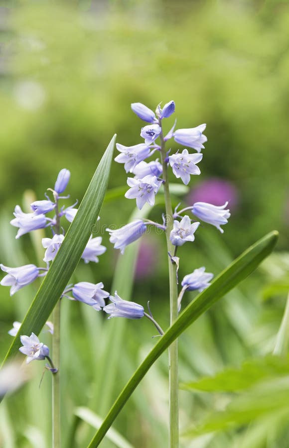 Alpine flower close-up stock photo. Image of purple - 185650576