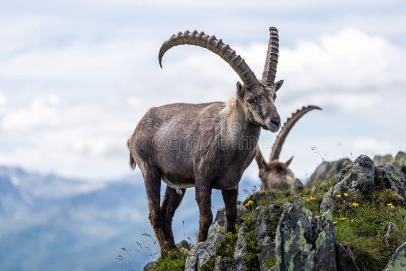 Beautiful Alpine Ibex (Capra Ibex) Goat Resting on a Mountain during ... Beautiful Alpine Ibex (Capra Ibex) Goat Resting on a Mountain during ...