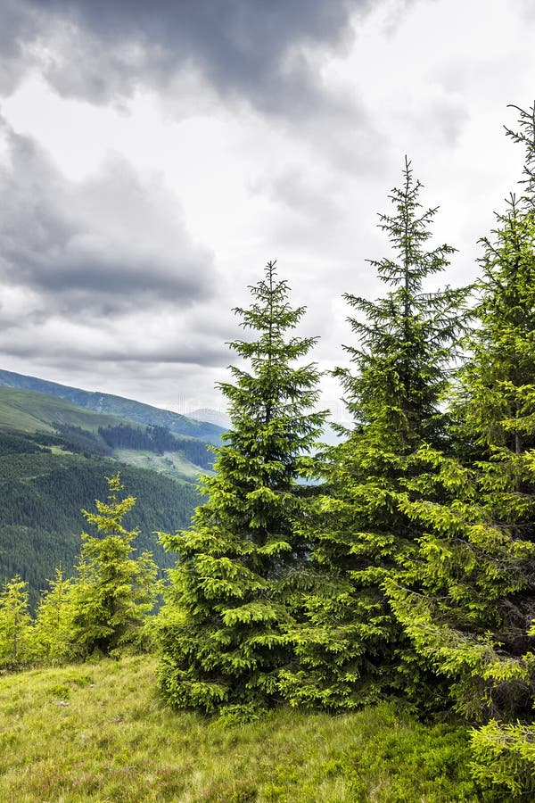 Beautiful Alpine Landscape with Pines Stock Photo - Image of national ...