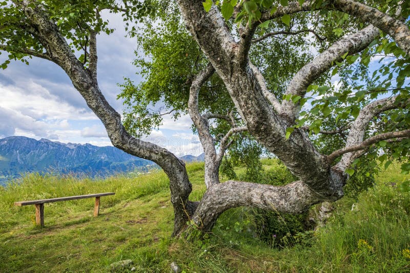 Beautiful Alpine Park with Bench and Birch Tree Stock Photo - Image of ...