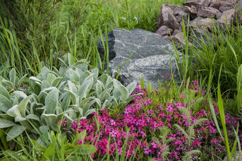 Alpine Slide of Evergreens in the Landscape Design of the Park Stock ...
