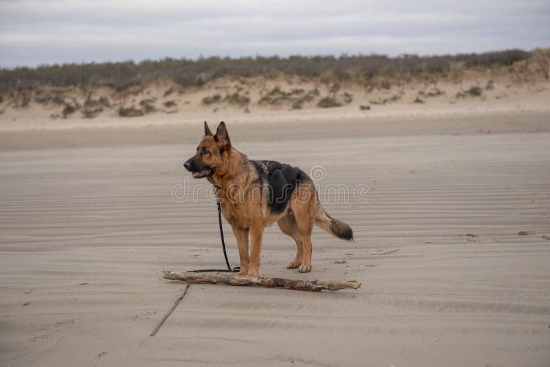 Beautiful Alsation Dog Playing with a Stick on the Beach Stock Image ...