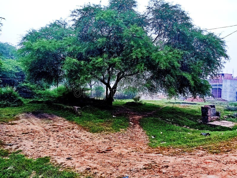 Beautiful and Also Big Tree with Colourful Land Stock Photo - Image of ...