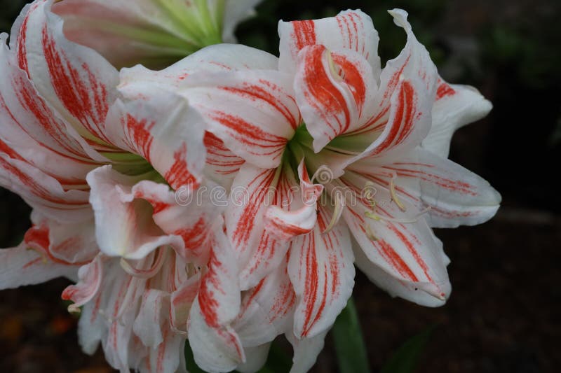 Beautiful Amaryllis & X22;Dancing Queen & X22; Full Bloom Stock Image ...