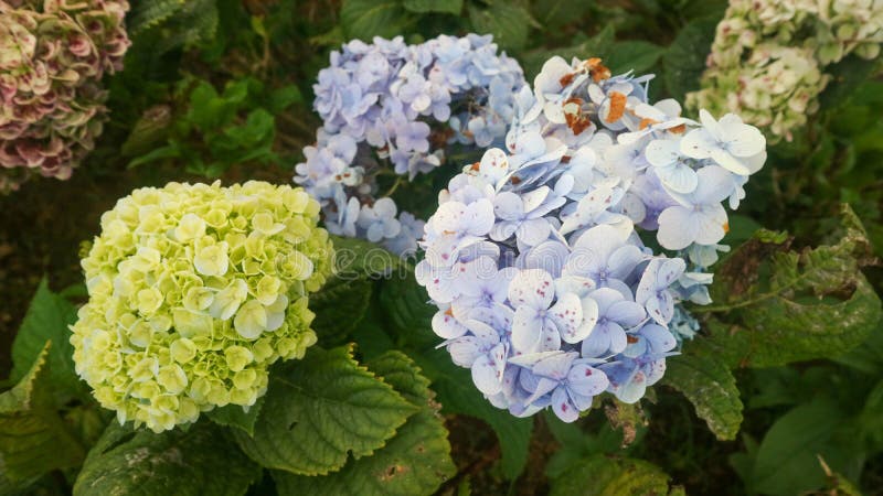 Beautiful and Amazing Blue Hydrangea Flower Stock Image - Image of ...