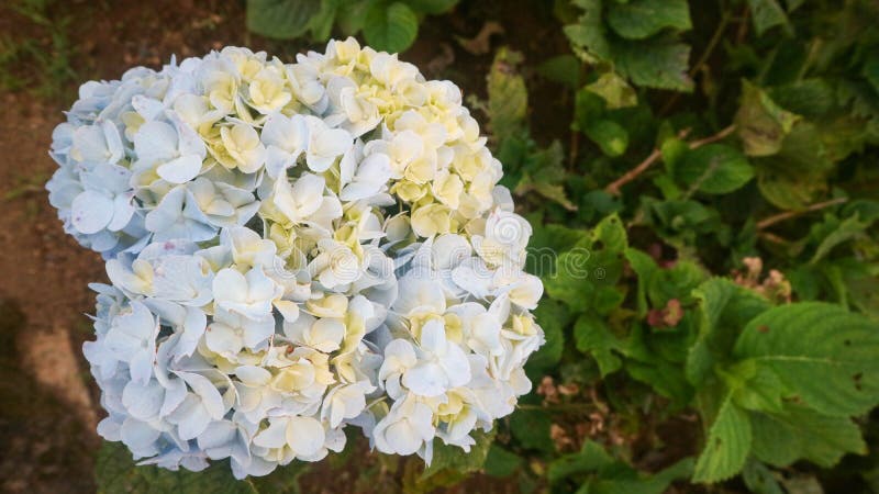 Beautiful and Amazing Blue Hydrangea Flower Stock Image - Image of ...