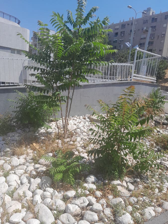 Beautiful Amazing Garden Little Trees Stock Photo - Image of beautiful ...