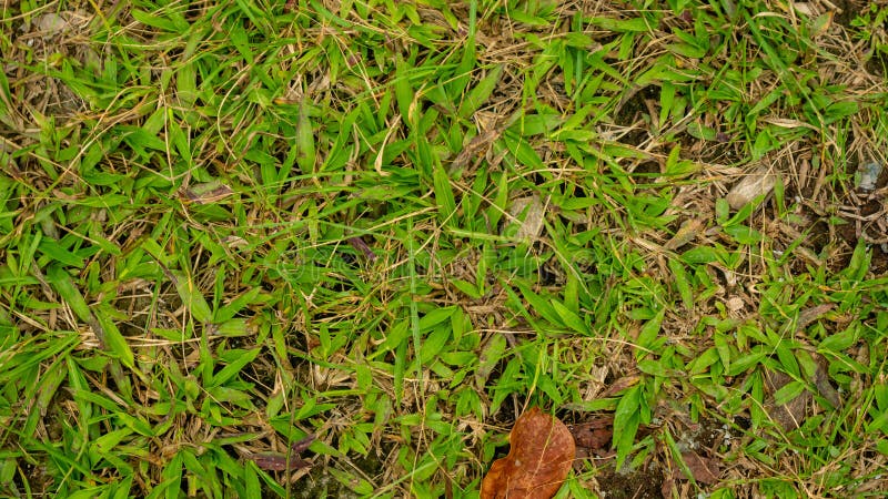 Beautiful and Amazing Green Grass Stock Image - Image of amazing ...