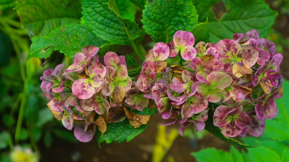 Beautiful and Amazing Hydrangea Flowers Stock Image - Image of nature ...
