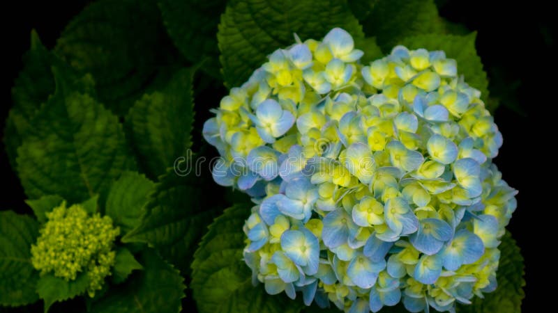 Beautiful and Amazing Hydrangea Flowers Stock Image - Image of branch ...