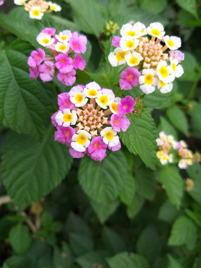 BEAUTIFUL AMAZING MULTI COLORED FLOWERS Stock Photo - Image of colored ...