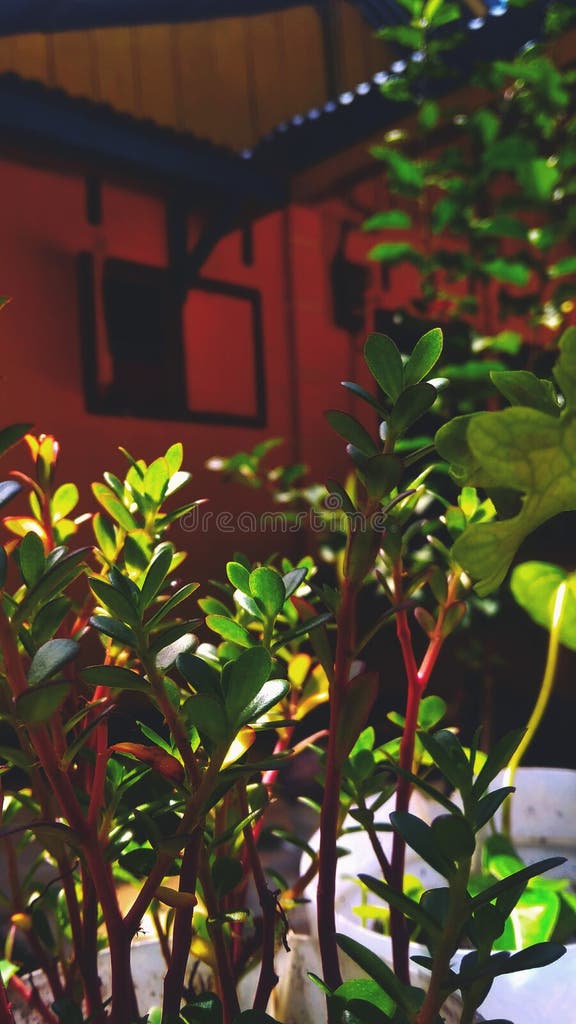 Beautiful and Amazing Plants Stock Photo - Image of plants, branch ...