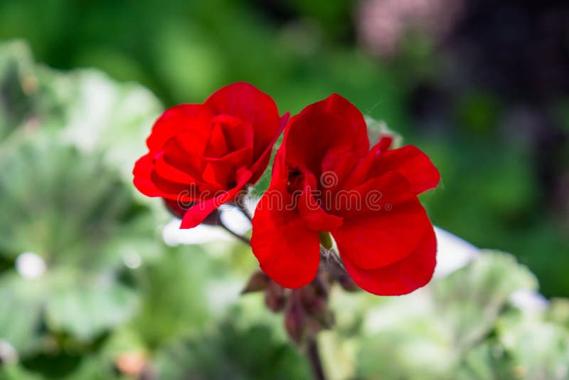 Beautiful Amazing Red Geranium in the Garden Stock Image - Image of ...