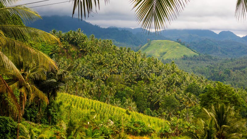 Beautiful and Amazing View of Green Trees Stock Image - Image of alpine ...