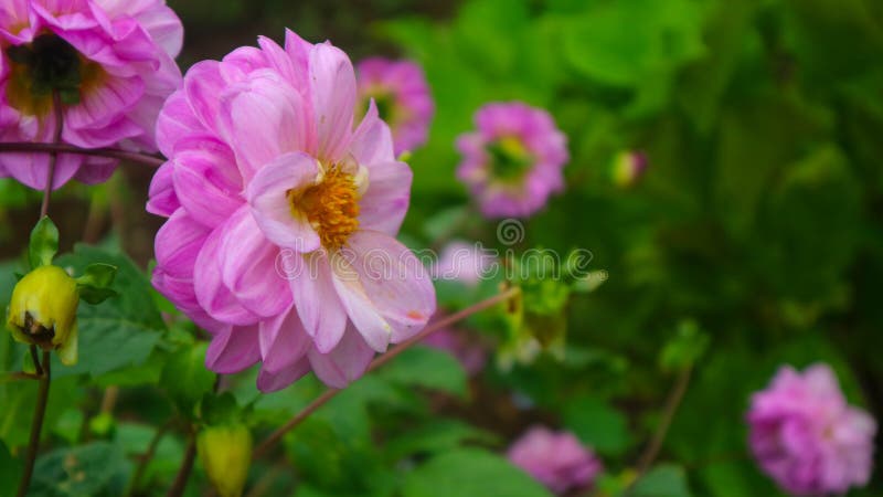 Beautiful and Amazing Yellow Pink Dahlia Pinnata Flowers Stock Photo ... Beautiful and Amazing Yellow Pink Dahlia Pinnata Flowers Stock Photo ...