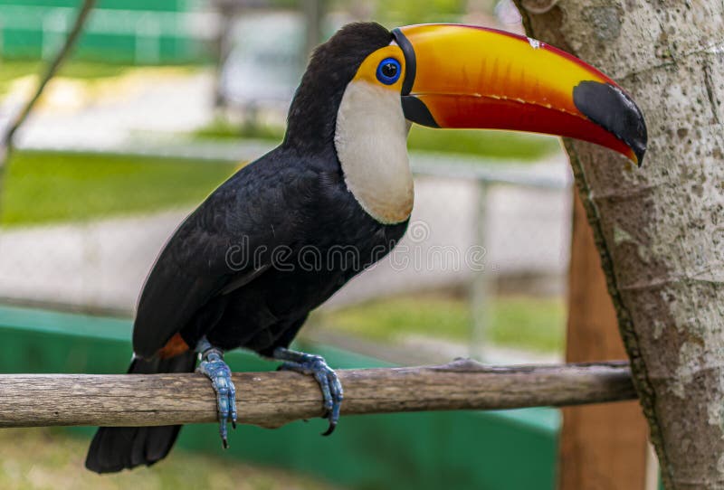 Beautiful Amazonian Toucan Stock Photos - Free & Royalty-Free Stock ...