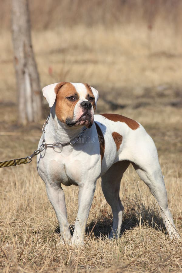 Beautiful American bulldog stock image. Image of bulldog - 88420577