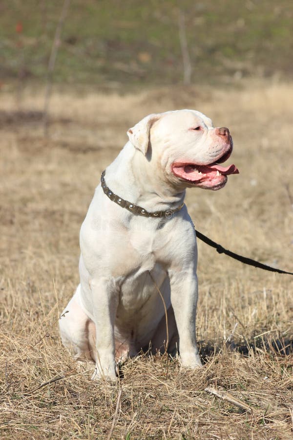Beautiful American Bulldogs Stock Photo - Image of park, railway: 88420310
