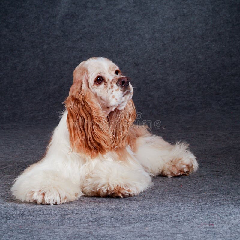 Gray And Black Cocker Spaniel Stock Image - Image of animal, canine ...