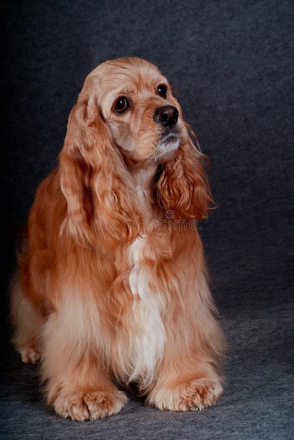 English Cocker Spaniel, 9 Months Old, Sitting Stock Photo - Image of ...