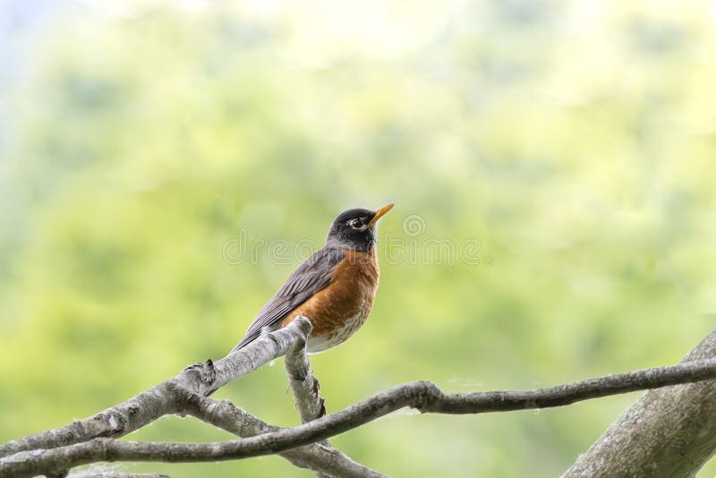 A Beautiful American Robin Perched on Branch Stock Photo - Image of ...