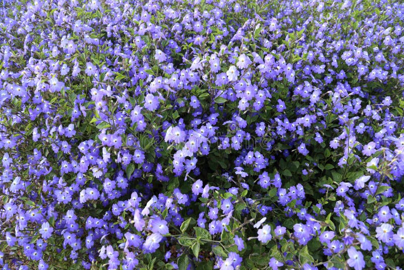 Amethyst Flower stock photo. Image of flower, flowerbed - 168094556