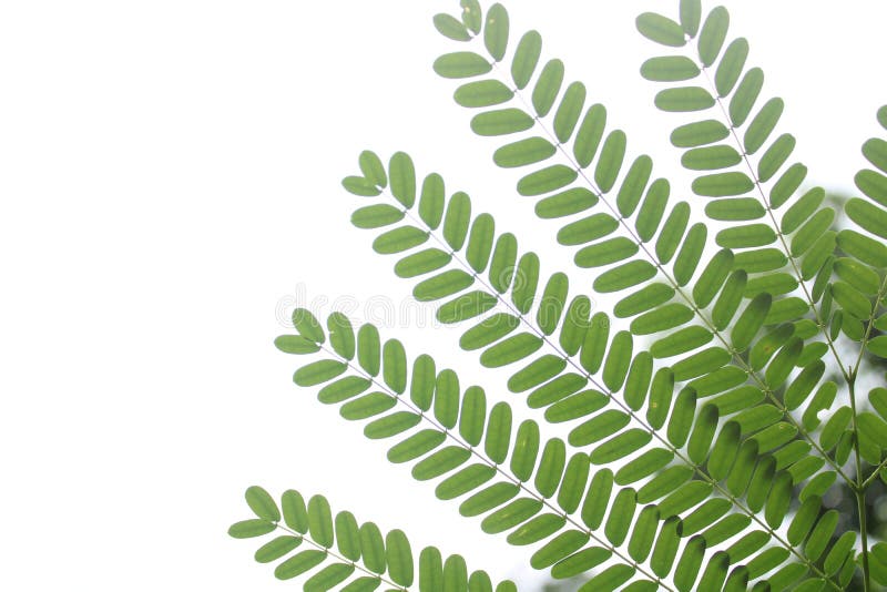 Amla with Leaves in a Bucket Stock Image - Image of health, amla: 202066193