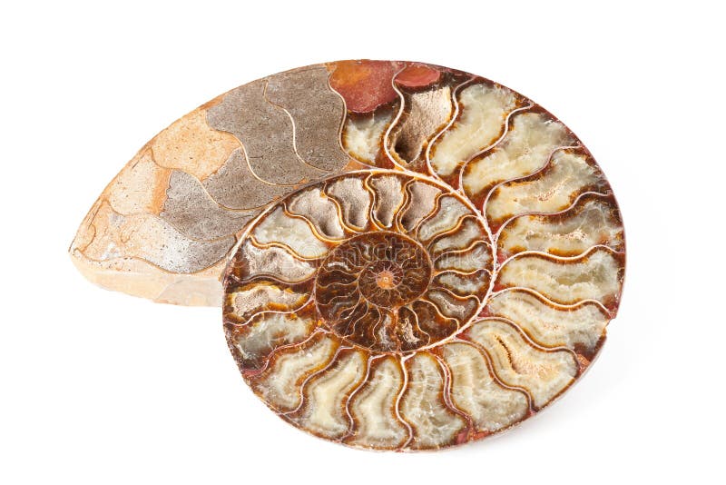 Beautiful ammonite mineral stock image. Image of detail - 37657125